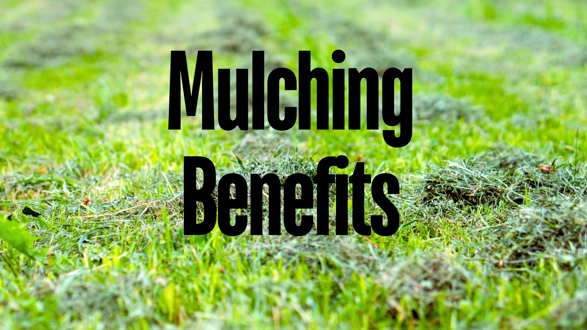 4 Benefits of Mulching Grass Clippings