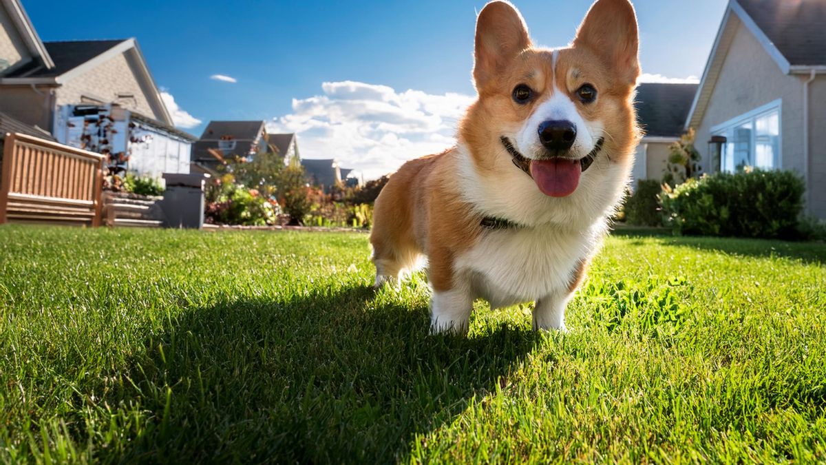 Pet Safe Weed Killer Techniques [4 Tips & How-To Guide]